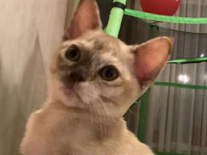 Бурманские котята
