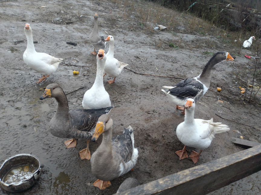 Домашние Гуси и утки