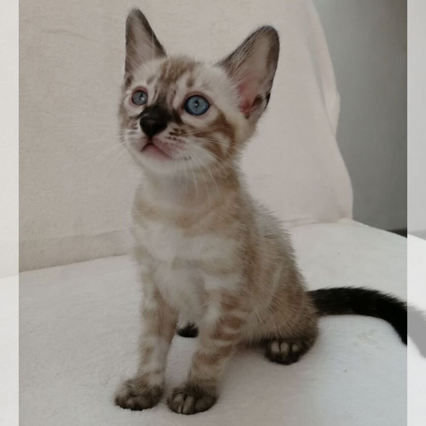 Бенгальские котята угольные снега