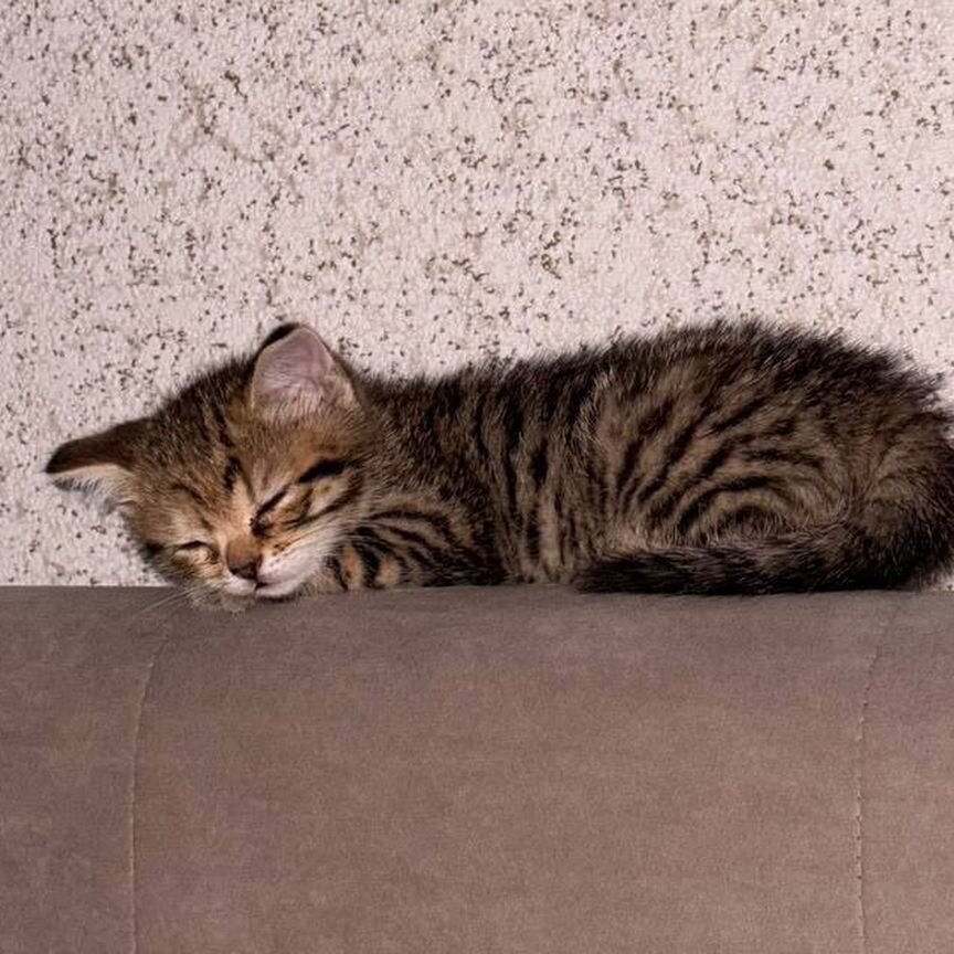 Шотландский прямоухий длинношёрстный котёнок