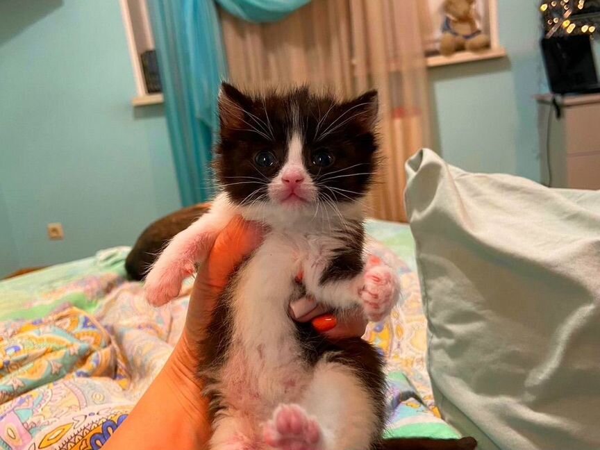 Котята малыши в добрые руки бесплатно