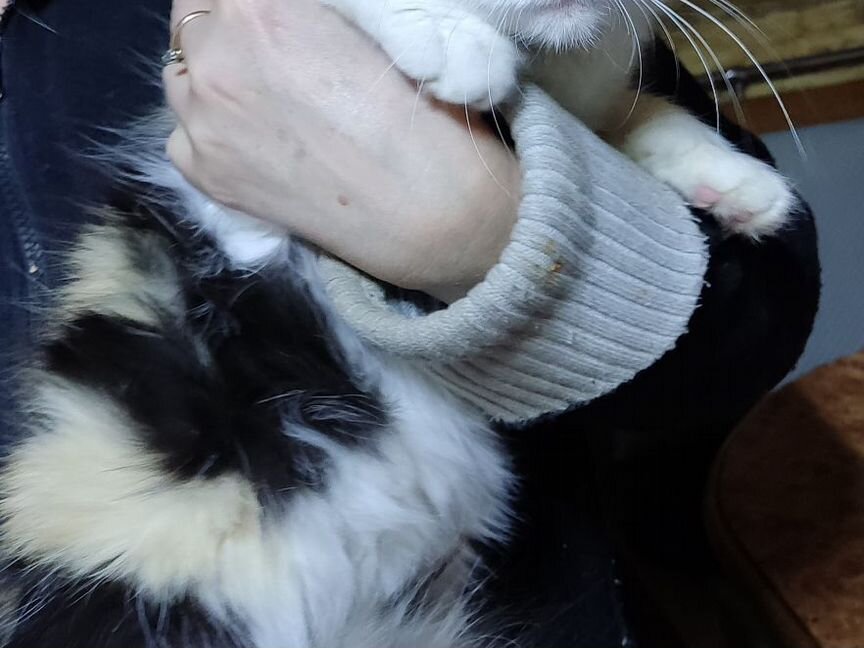 Кошечка молодая в дар