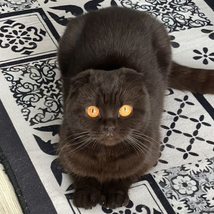 Шотландская вислоухая короткошёрстная, взрослая кошка