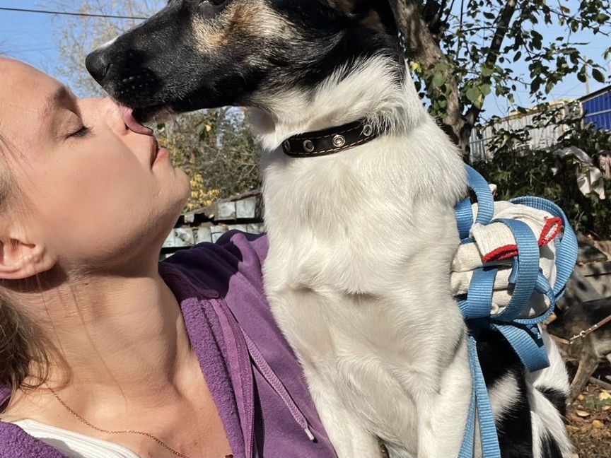 Собака в добрые руки