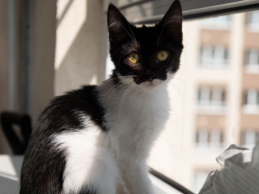 Котенок 3,5 мес ласковая