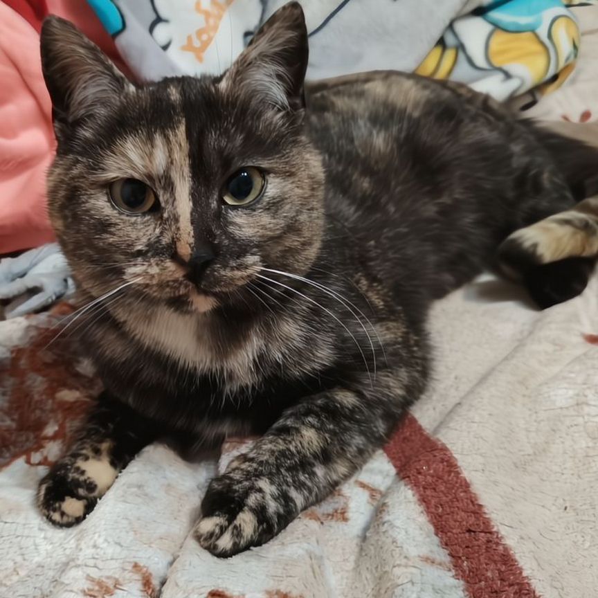 Взрослая, кошка в добрые руки