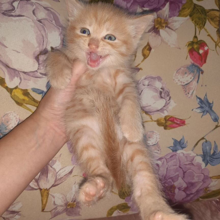 Котенок персиковый