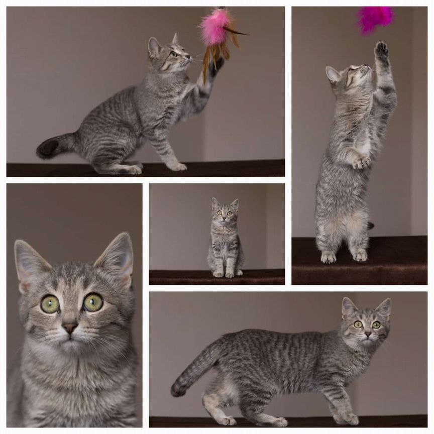 Котёнок в самые добрые руки