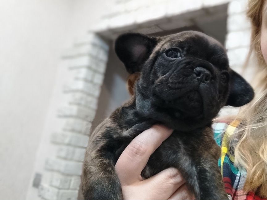 Французский бульдог щенки
