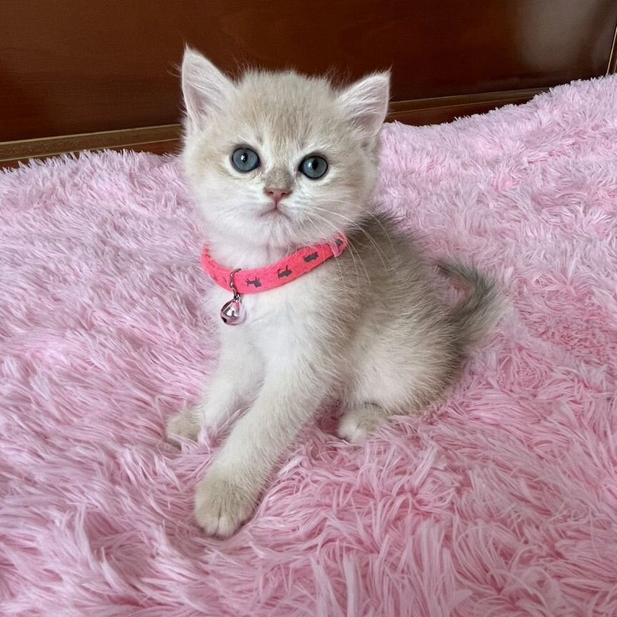 Мальчик золотая шиншилла