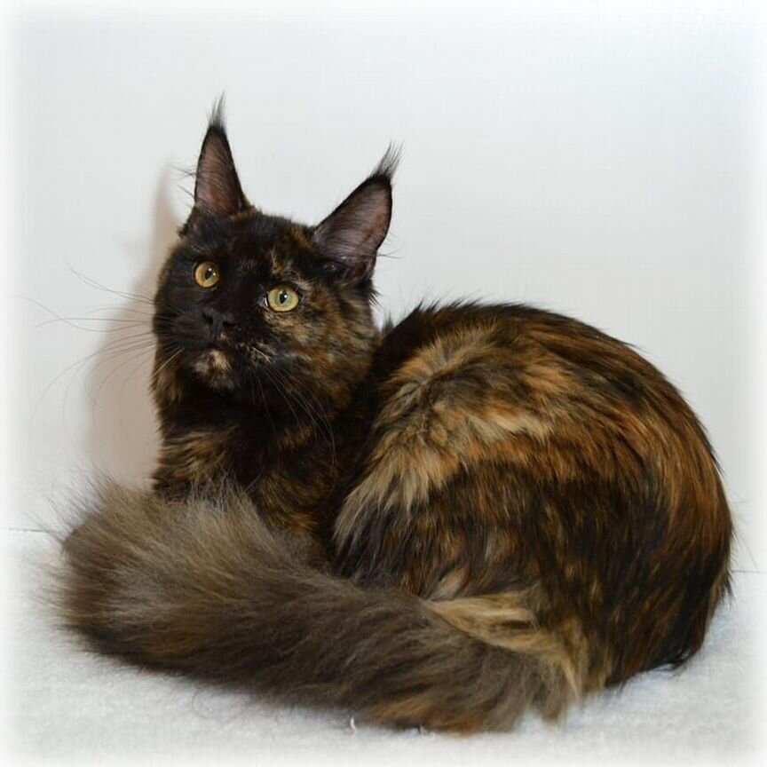 Мейн-кун Ариша, беременная