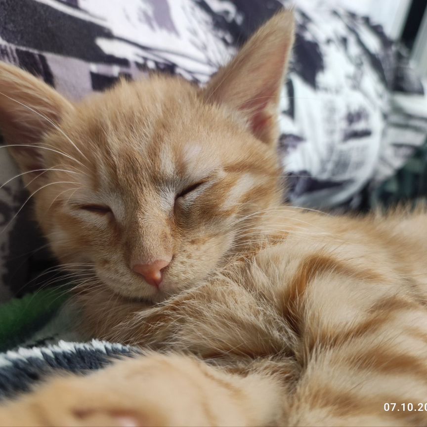 Отдам рыжего котёнка