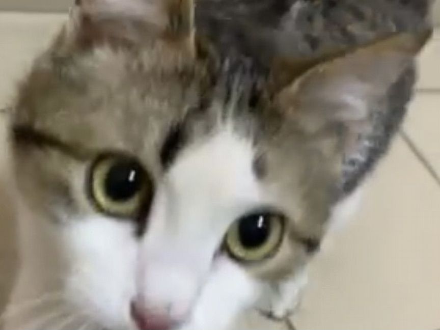 Кот