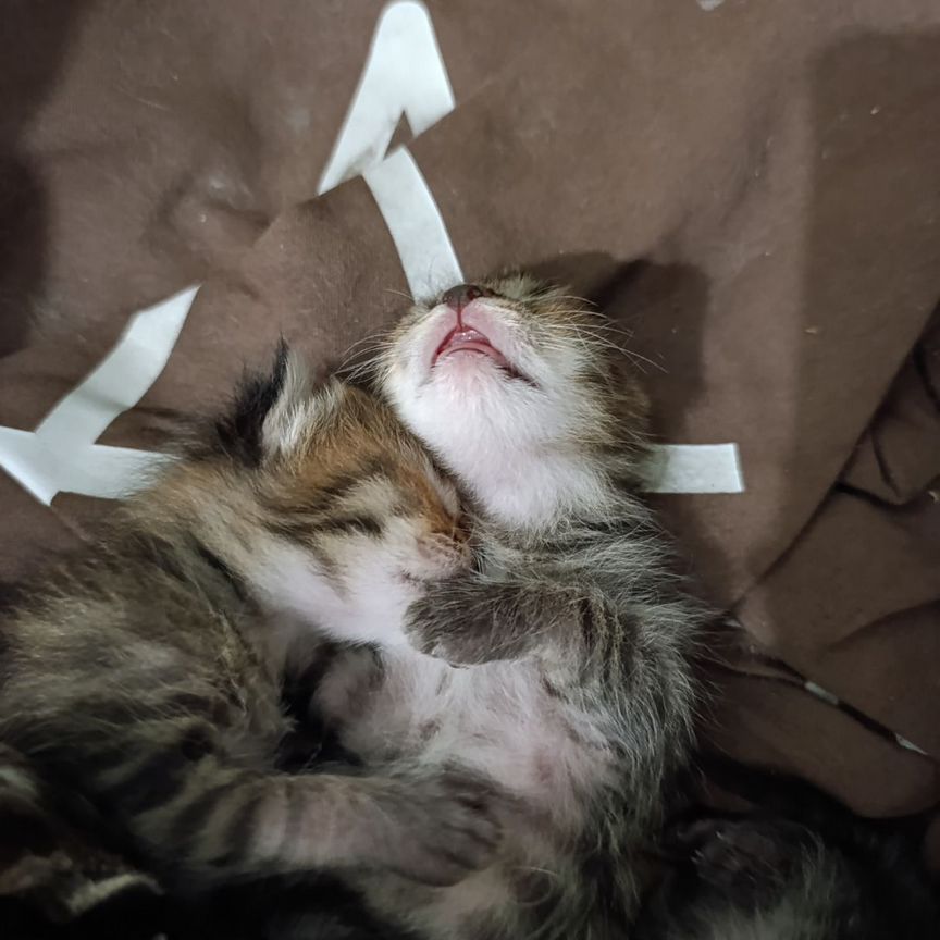 Котята в добрые руки