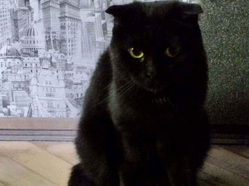 Кошки в добрые руки