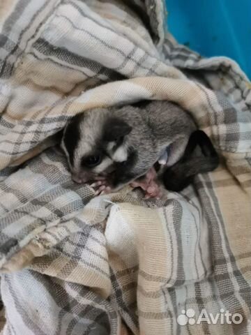 Белка (летяга)