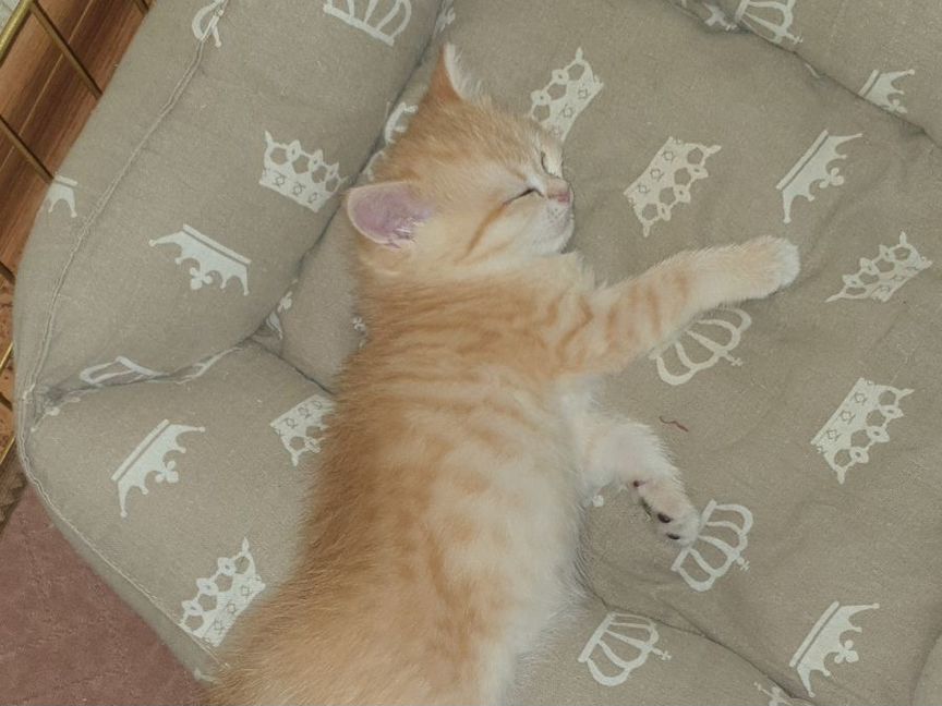 Британский шиншилленок