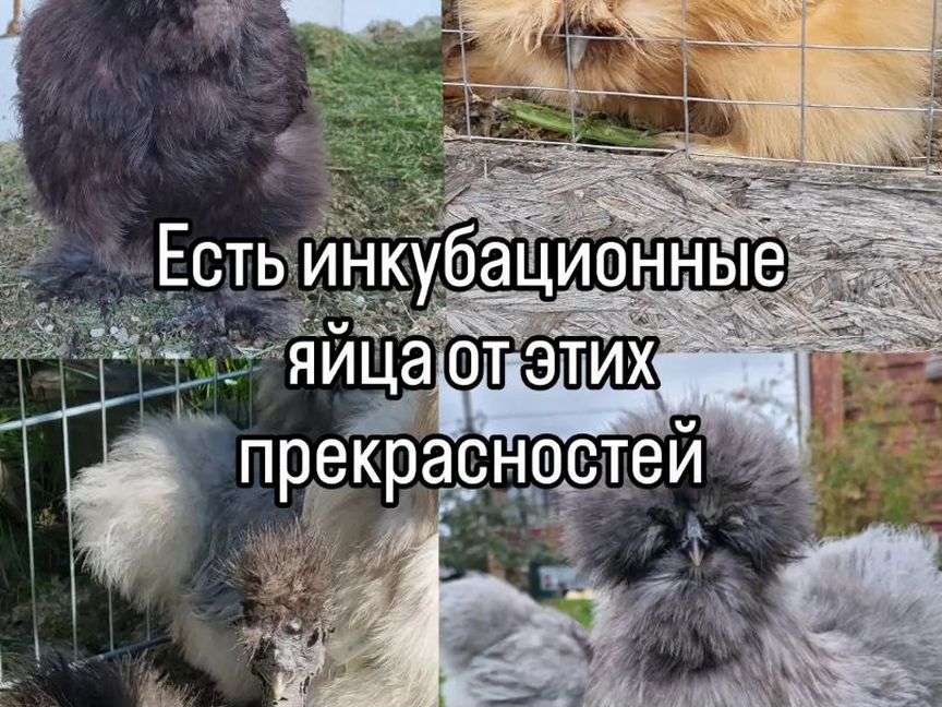 Китайские шелковые инкубационные яйца