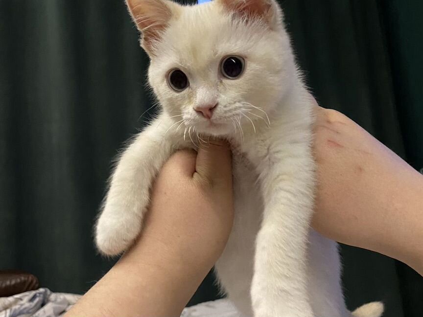 Котенок в добрые руки