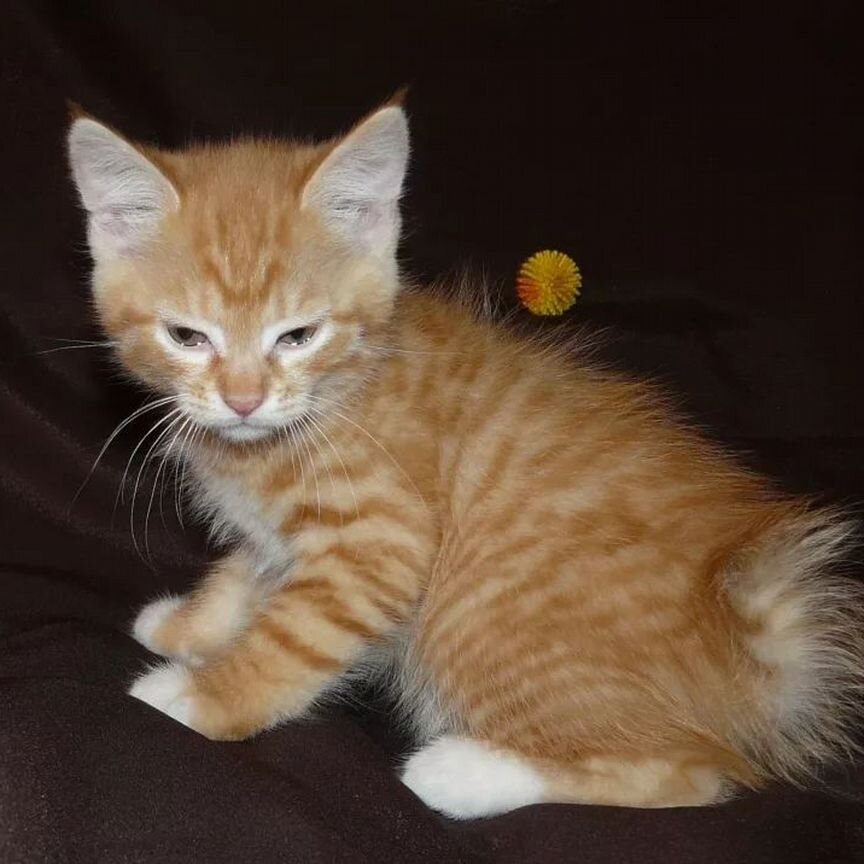 Рыжий котенок в добрые руки