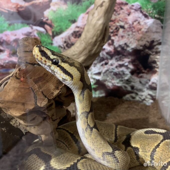 Королевская змея