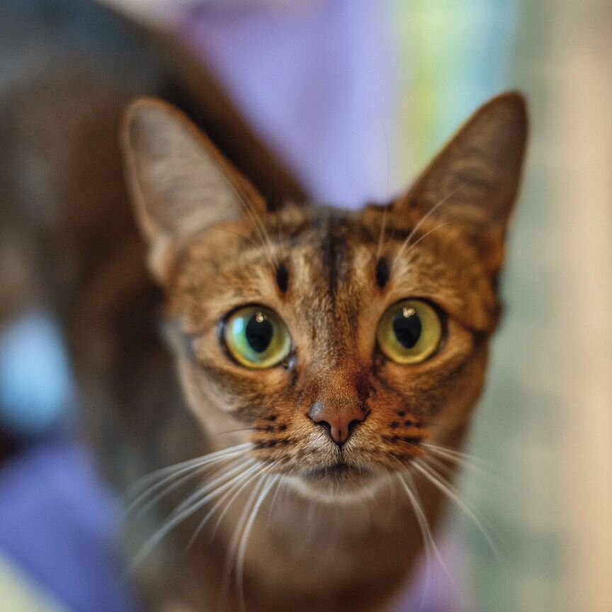 Отдам абиссинскую кошечку