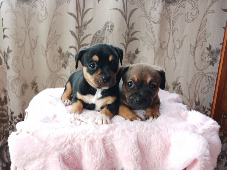 Малыши чихо тойчики