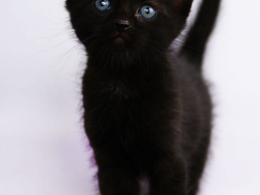 Лапочка черный котенок мальчик