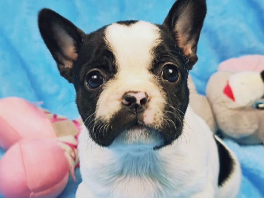 Французский бульдог щенки