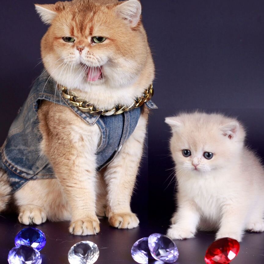 Британский короткошёрстный котёнок