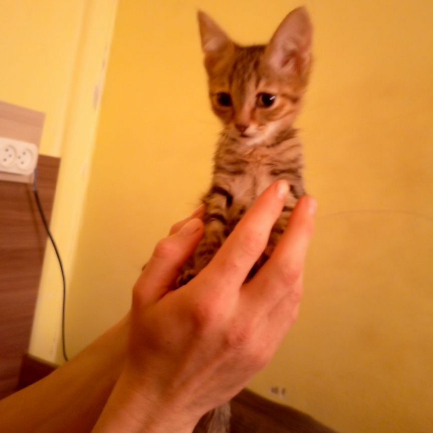 Котёнок
