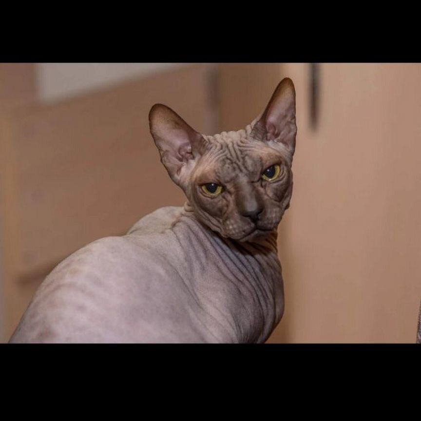 Кошка Сфинкс 10лет, отдам в добрые руки