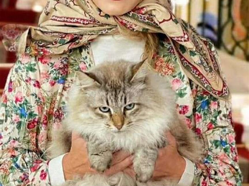 Кошка Мила 8 месяцев