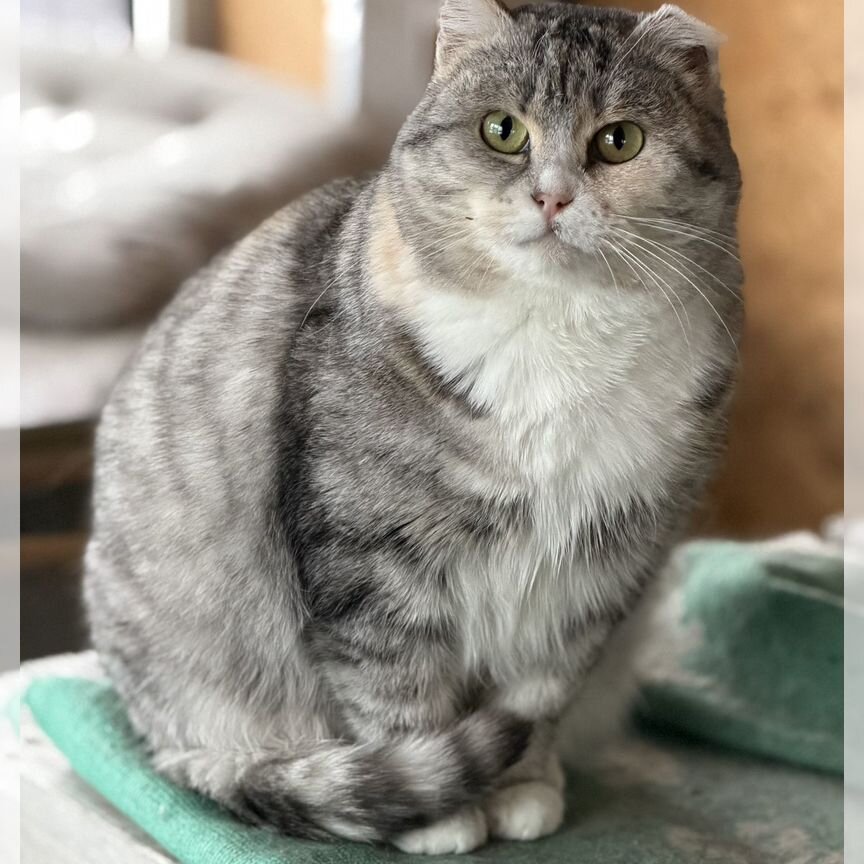 Взрослая, Девочка кошка в добрые руки