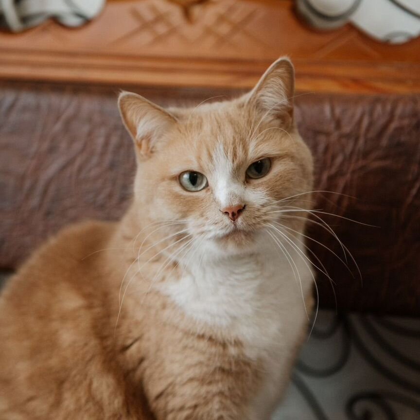 Отдаю кошку в добрые и заботливые руки