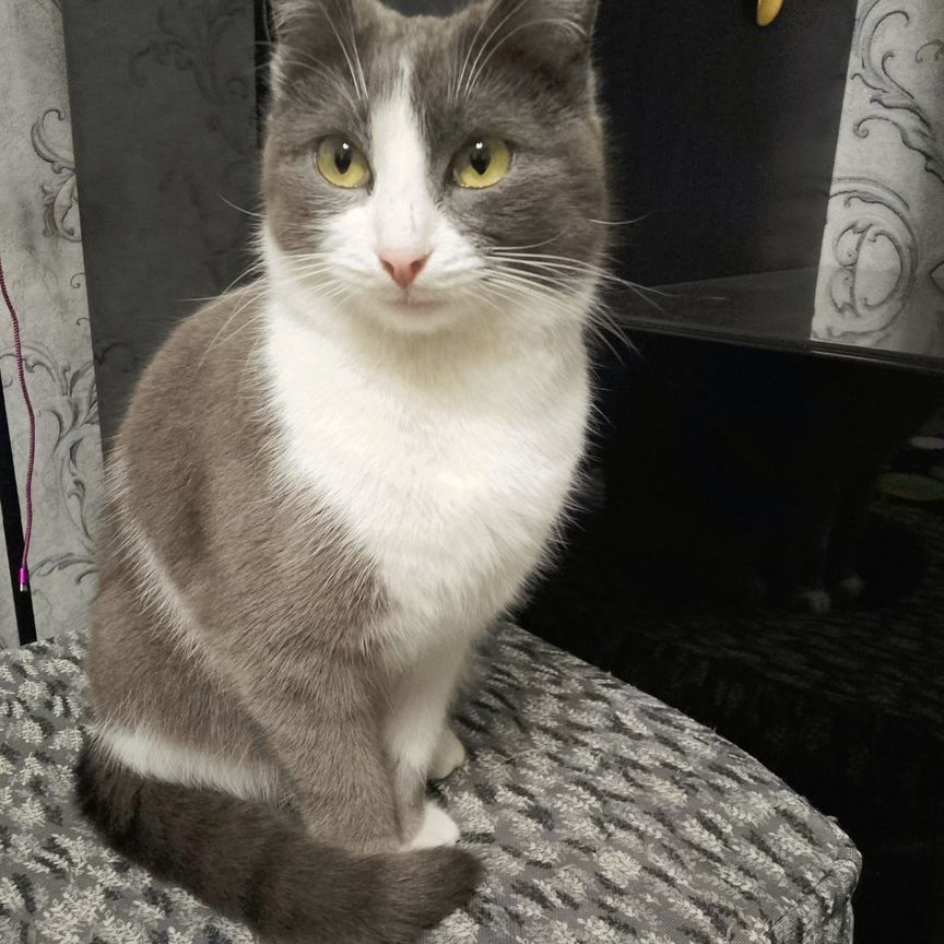 Кошечка
