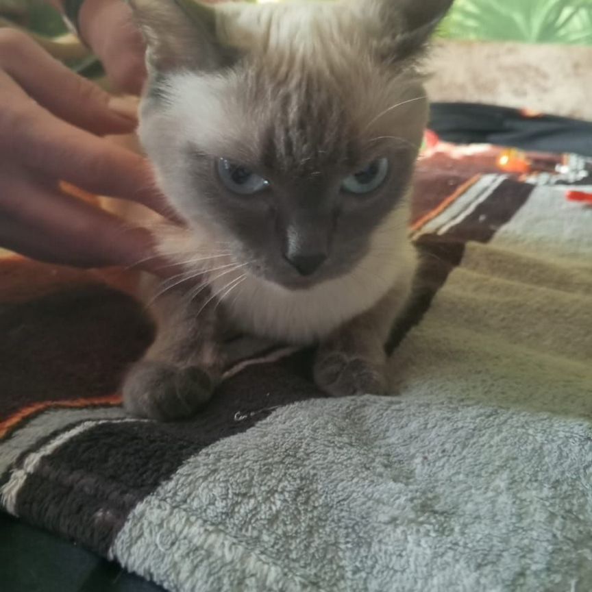 Сиамская кошечка