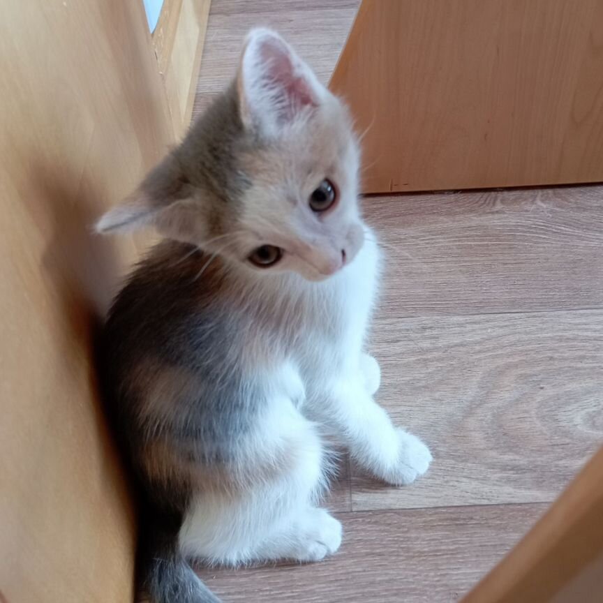 Сибирский котёнок
