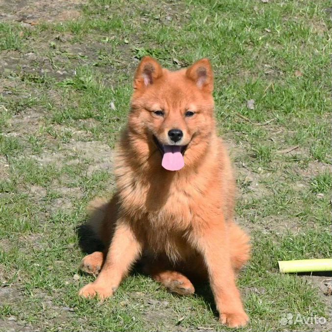 Карело-финская лайка