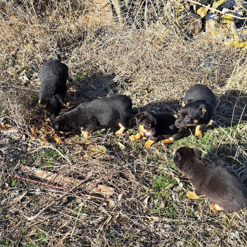 Отдадим щенков
