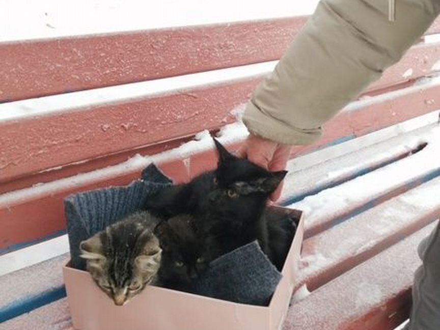 Котята в добрые руки сос