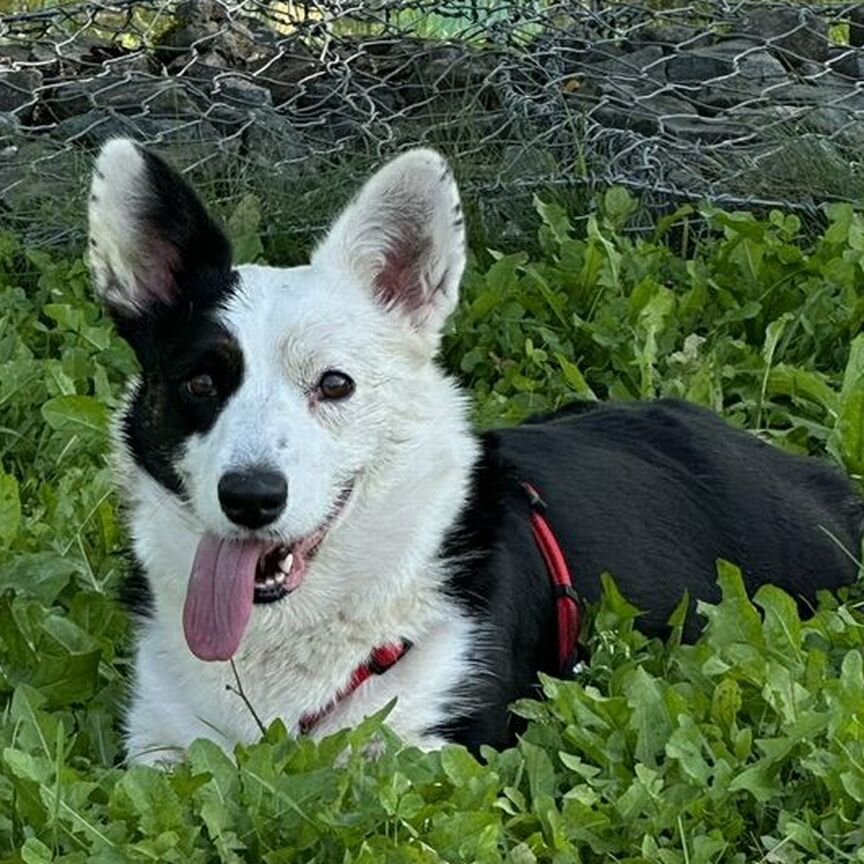 Вельш Корги Кардиган, взрослая собака