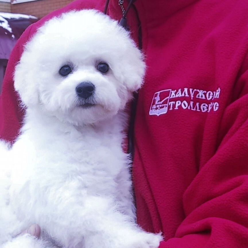 Бишон фризе