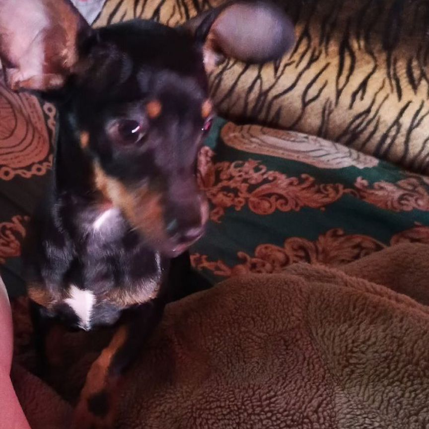 Щенок в добрые руки