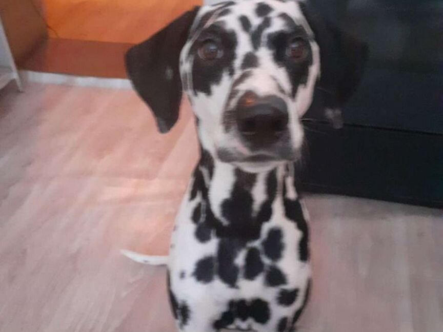 Ищу кобеля Далматинец