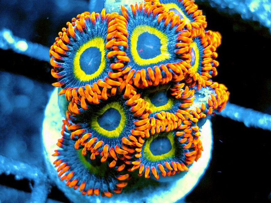 Продаю зоантусы