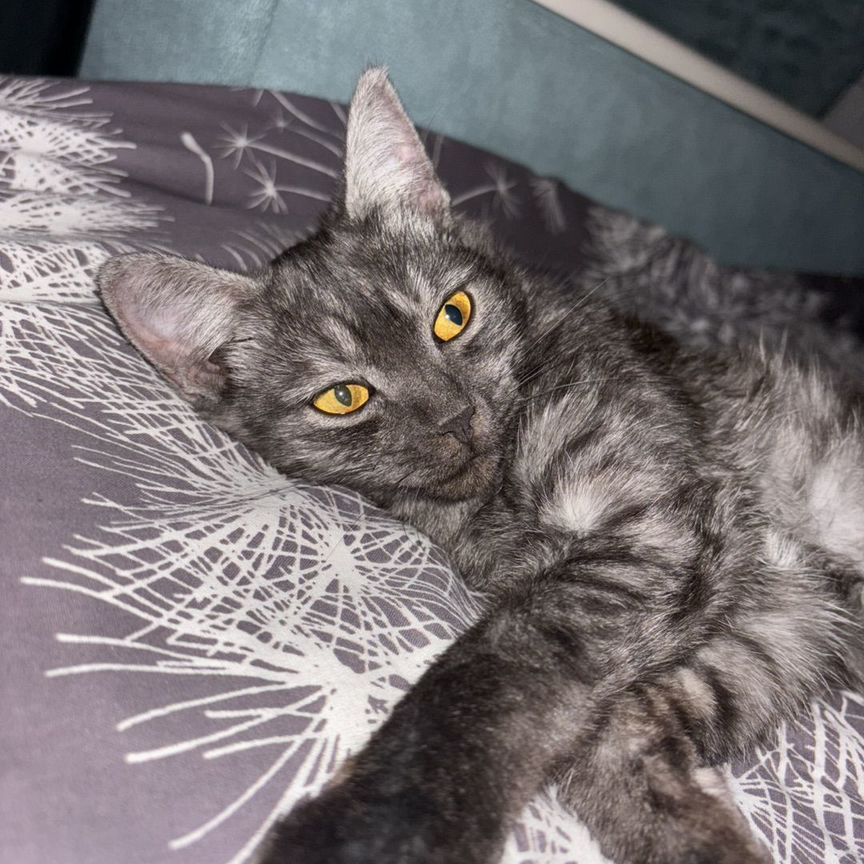 Кошечка примерно 4-5 мес