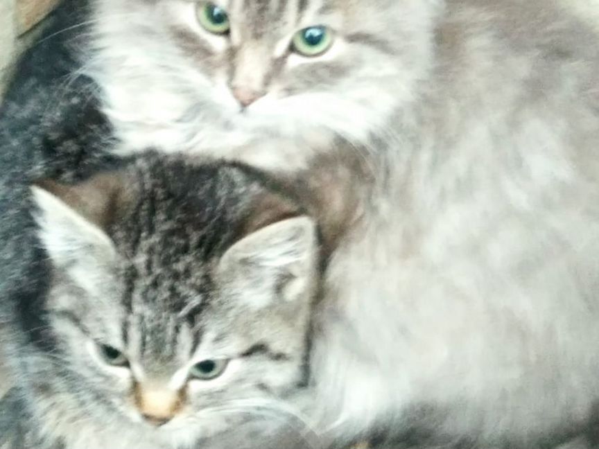 Котята подкидыши