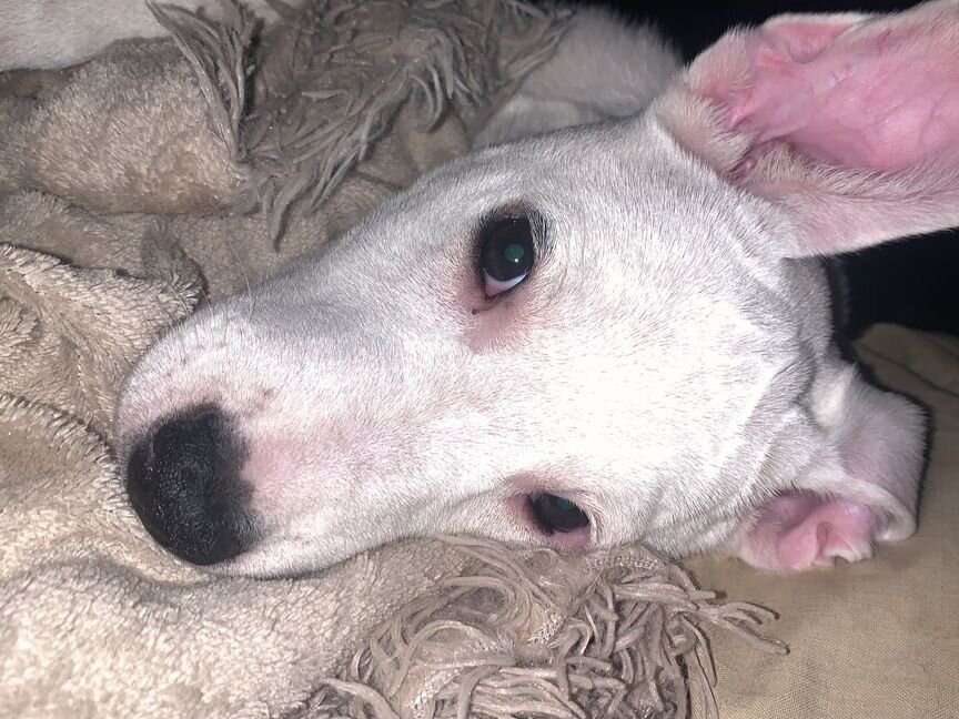 Собака в добрые руки (стаф,овчарка)