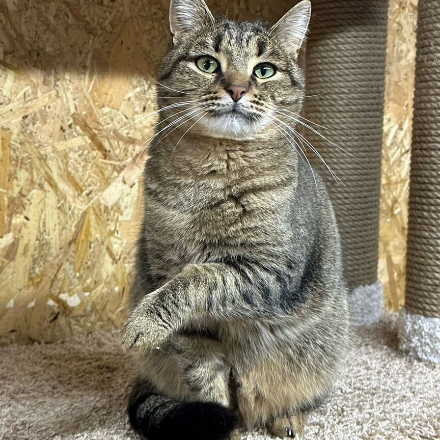 Котик Герасим мечтает покинуть приют